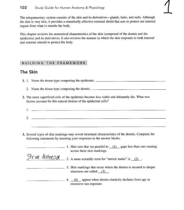 Solved 102 Study Guide for Human Anatomy & Physiology The | Chegg.com