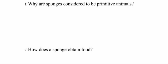 Solved Why are sponges considered to be primitive animals? | Chegg.com