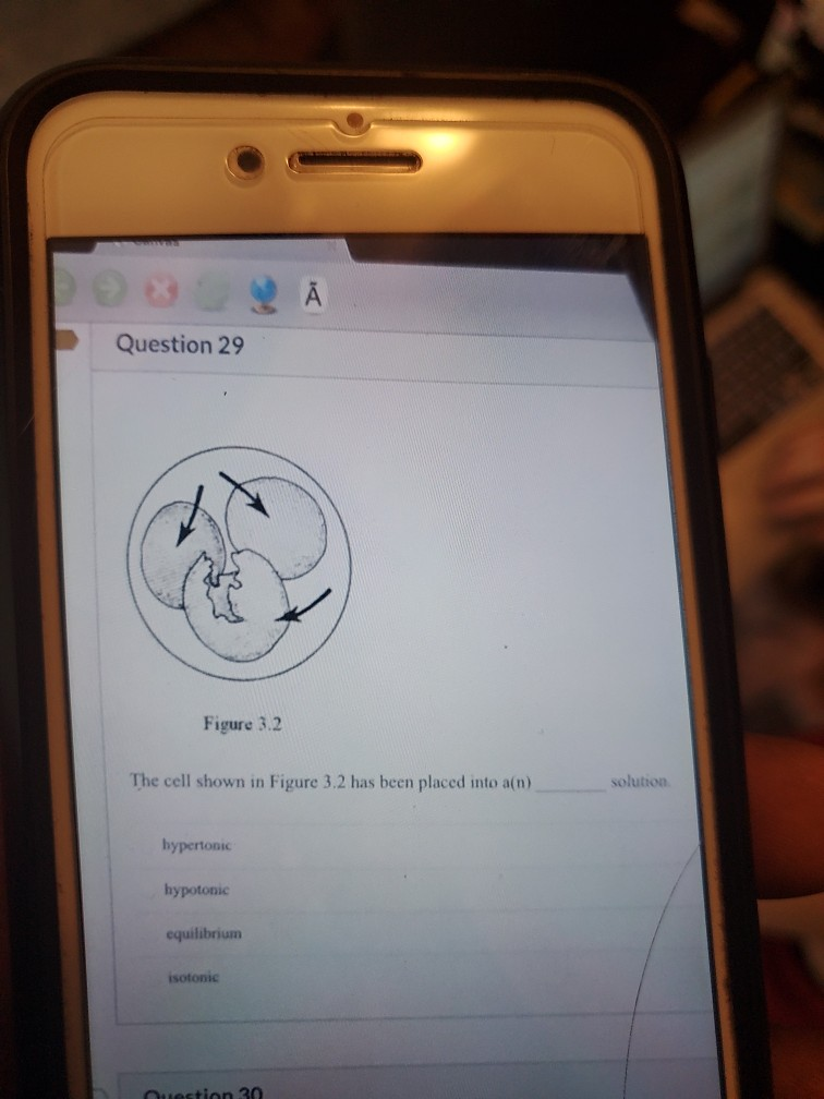 Solved Question 29 Figure 3.2 The cell shown in Figure 3.2 | Chegg.com