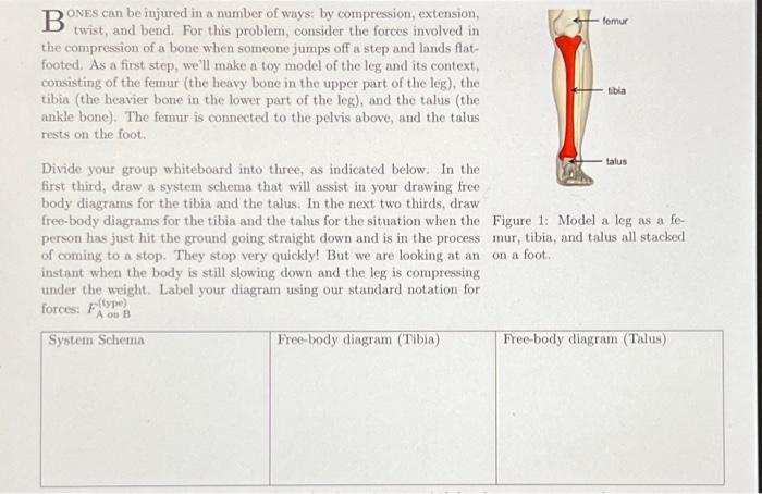 Solved compressing a tibia drawing a system schema and a | Chegg.com