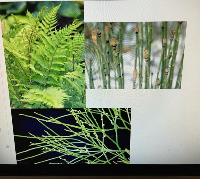 Solved What type of fruit is shown? dehiscent indehiscent | Chegg.com