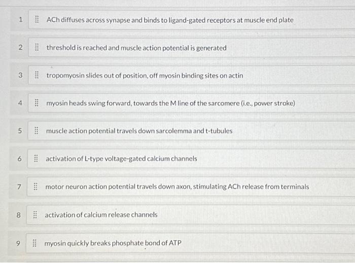 Solved Arrange the steps of muscle excitation and | Chegg.com