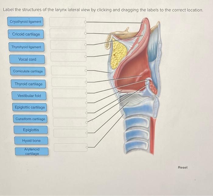 Solved Label the structures of the larynx lateral view by | Chegg.com