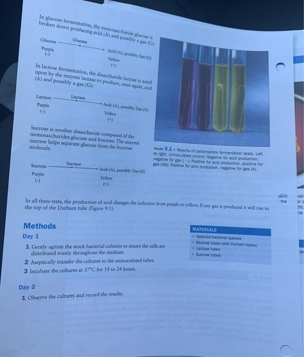 Solved Bacterial Biochemical Tests tube, called a Durham | Chegg.com
