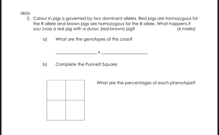 Solved SB13U Part 4: Genetics (Punnett Squares) 1. In pigs, | Chegg.com