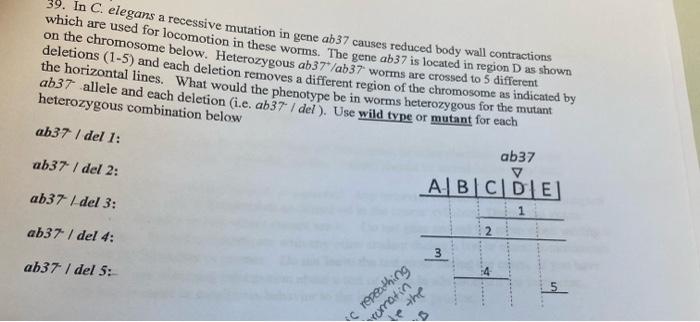 Solved 39. In C. elegans a recessive mutation in gene ab37 | Chegg.com