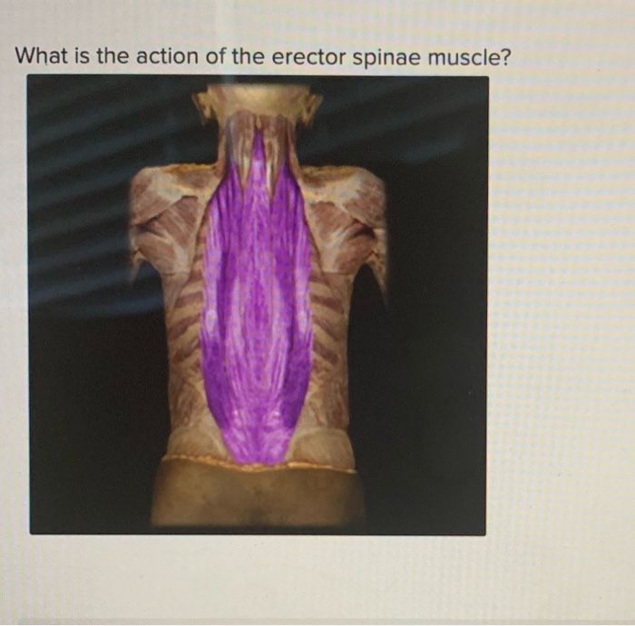 Solved What is the action of the erector spinae muscle? | Chegg.com