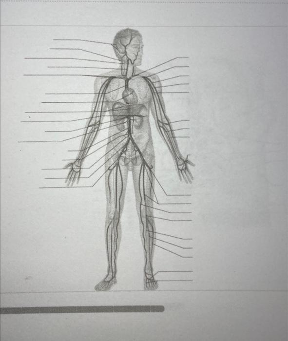 label the blood vessels | Chegg.com