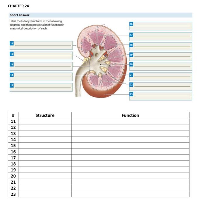 Solved CHAPTER 24 Short answer Label the kidney structures | Chegg.com
