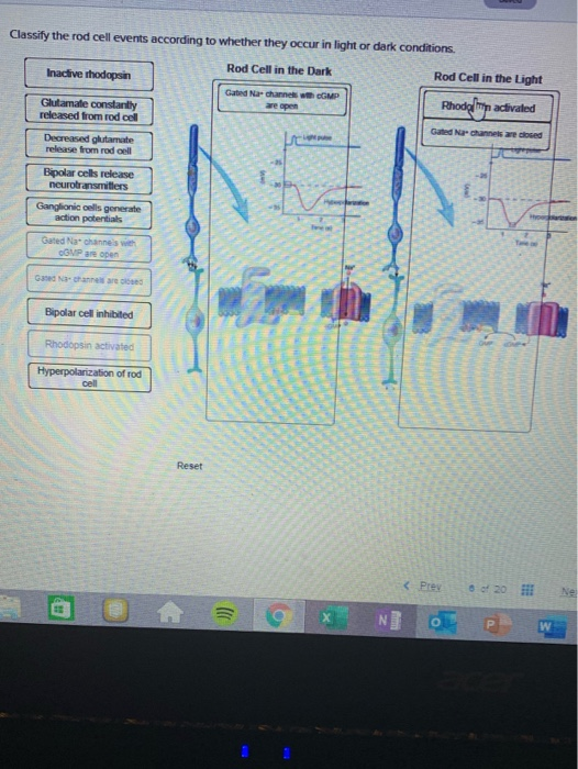 Solved Classify the rod cell events according to whether | Chegg.com