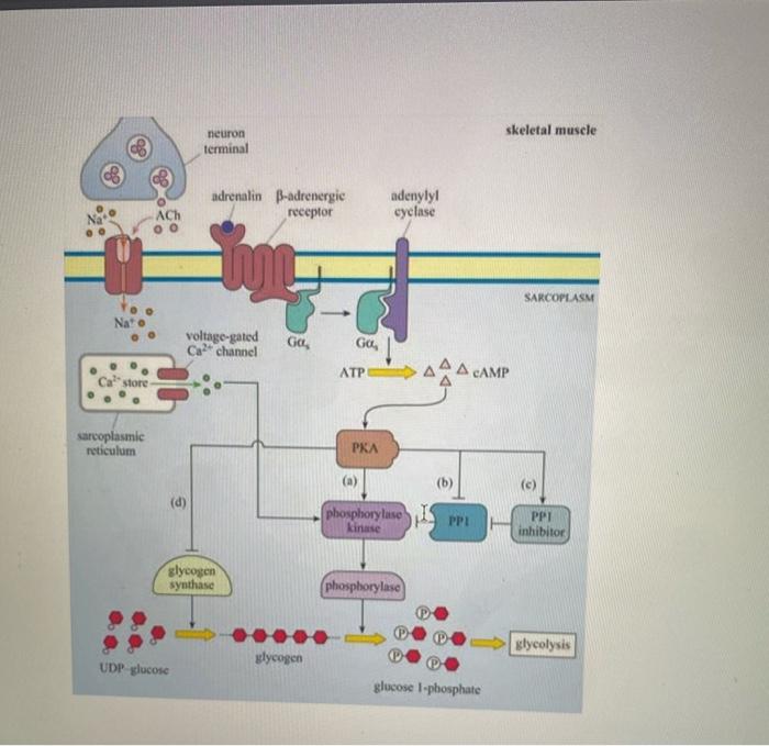 Solved skeletal muscle neuron terminal adrenalin | Chegg.com
