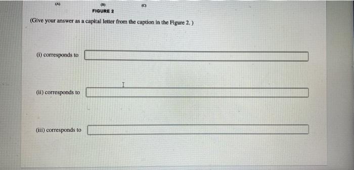 Solved Match The Space Curves In Figure 1 With Their