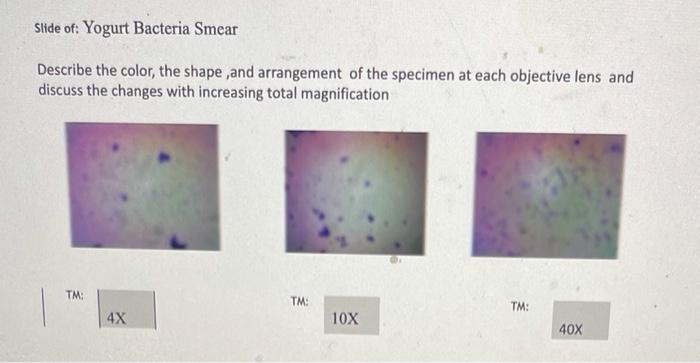 Slide of: Bacteria Smear Describe the color, the | Chegg.com