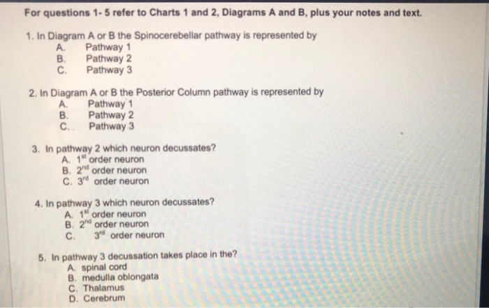 Solved Postcentral gyrus Cerebral Cortex 7 2 Pathway 3 | Chegg.com