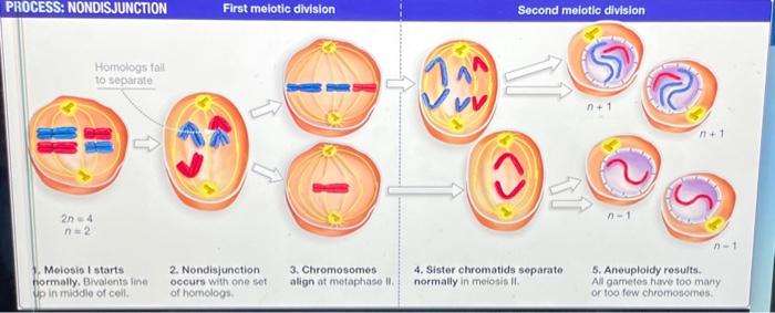 Solved nondisjunction leads to gametes with abnormal | Chegg.com