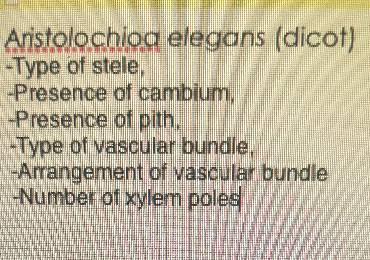 Solved Aristolochiog elegans (dicot) - Type of stele, | Chegg.com