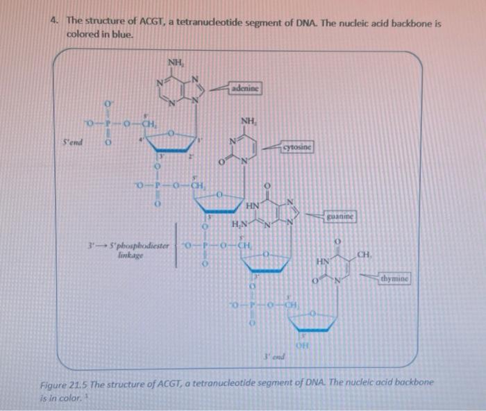 Solved 4. The structure of ACGT, a tetranudeotide segment of | Chegg.com