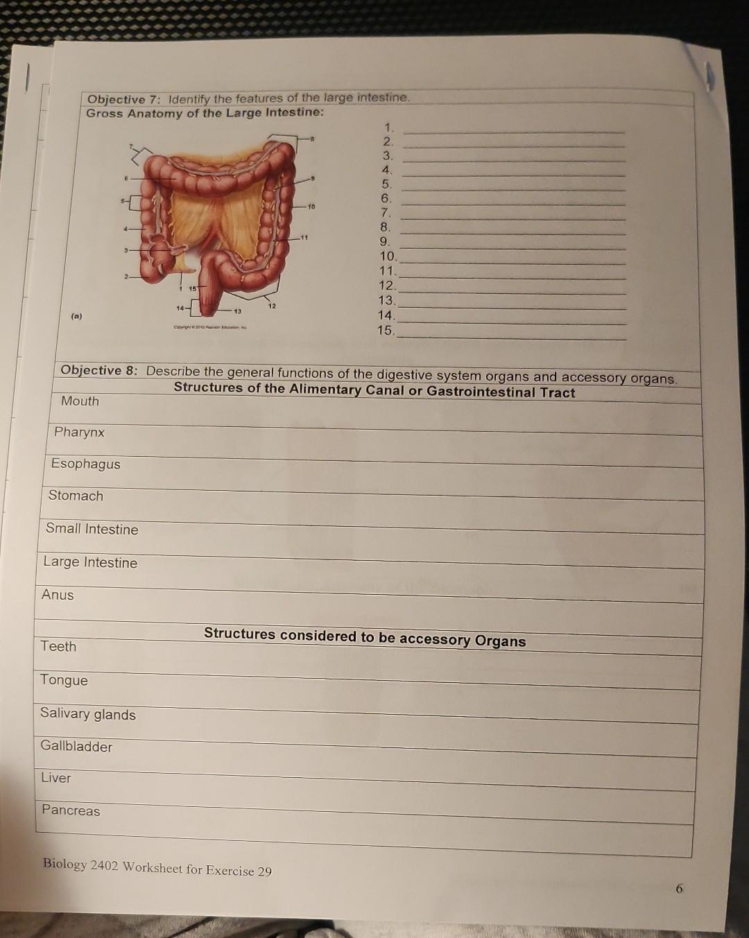 Solved Objective 7: Identify the features of the large | Chegg.com