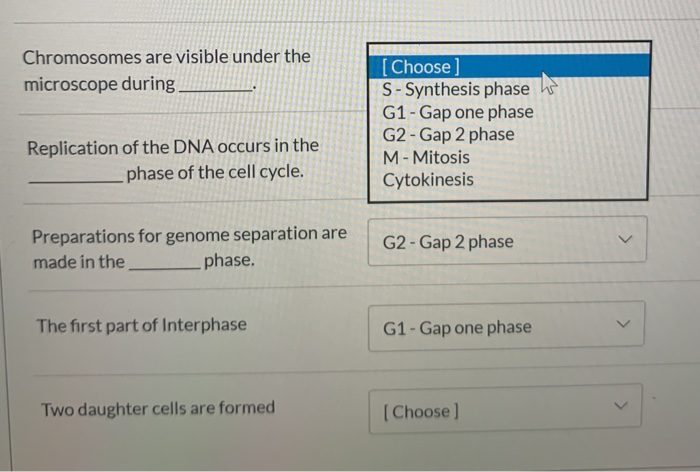 Solved Chromosomes are visible under the microscope during | Chegg.com