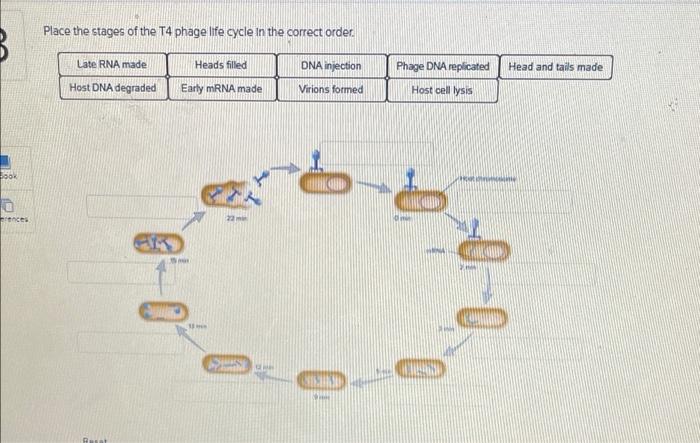 Solved Place the stages of the T4 phage life cycle in the | Chegg.com