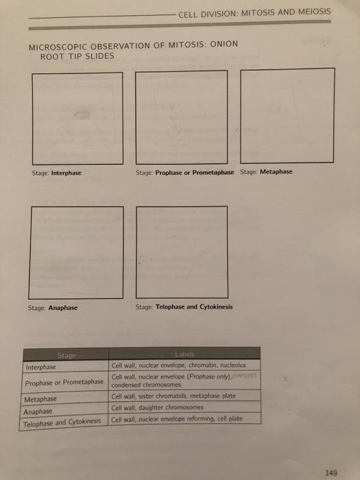 Draw and Label - Lab onion root tips slides** I will | Chegg.com