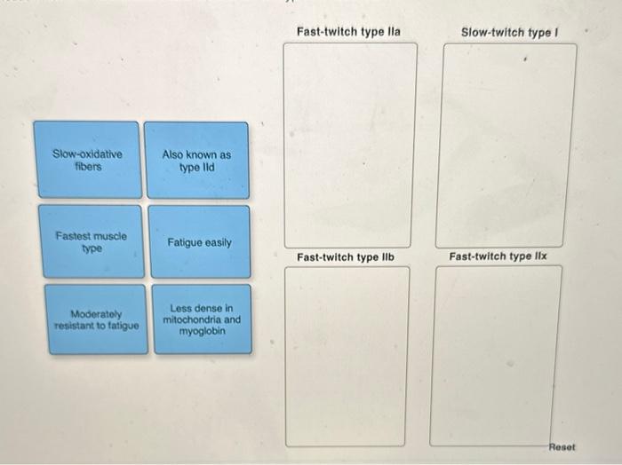 Solved Fast-twitch type Ila Slow-twitch type I type lid | Chegg.com
