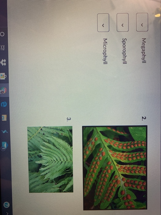 Solved Match the image to the type of leaf pictured. | Chegg.com
