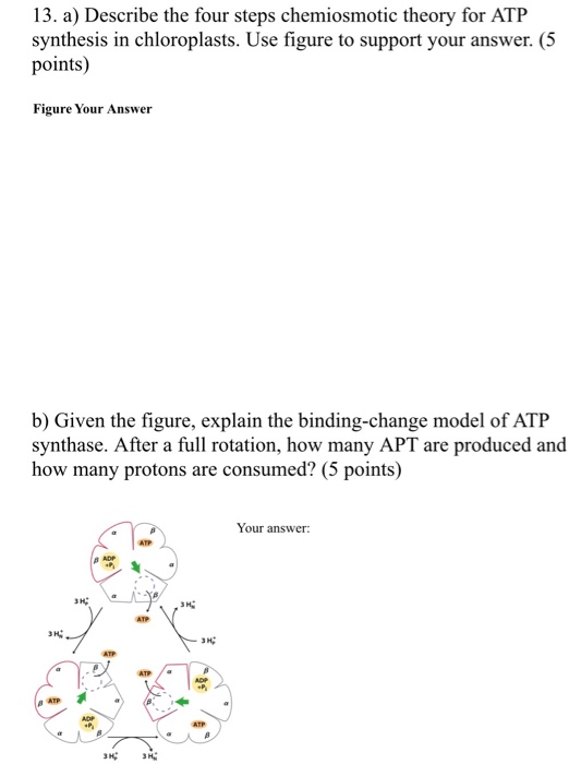 Solved 13. a) Describe the four steps chemiosmotic theory | Chegg.com