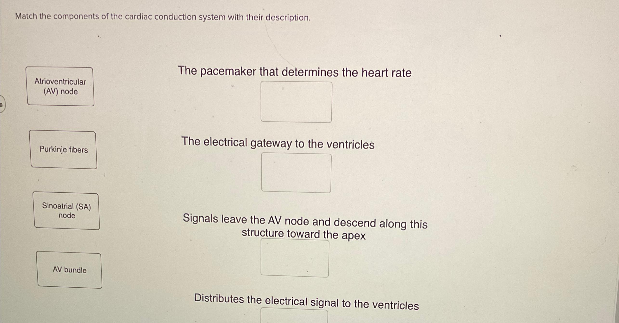 Solved Match the components of the cardiac conduction system | Chegg.com
