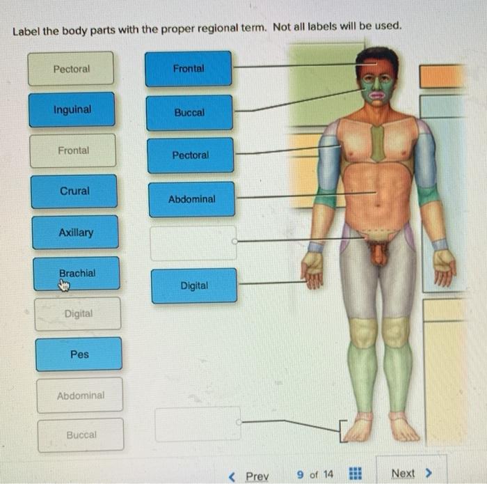 Solved Label The Body Parts With The Proper Regional Term Chegg
