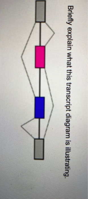 Solved Briefly explain what this transcript diagram is | Chegg.com