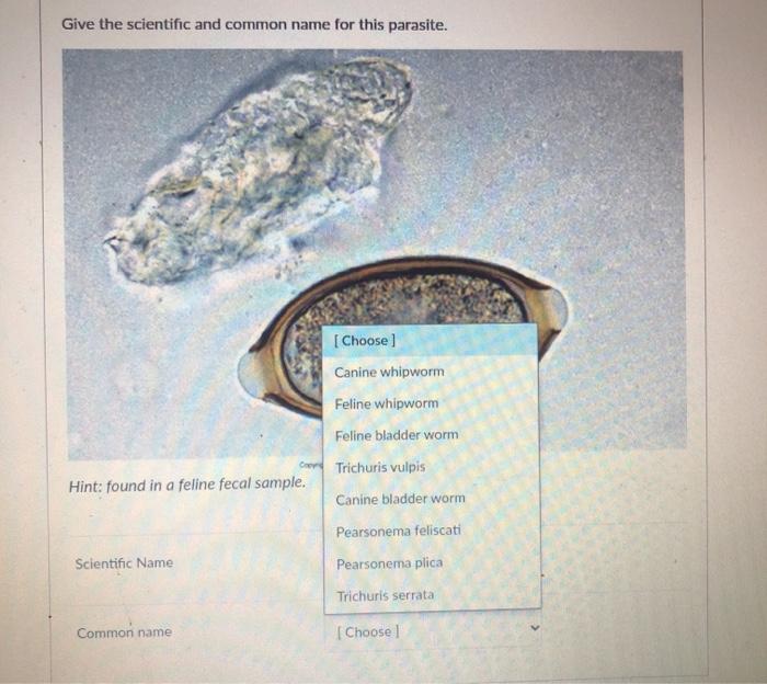 Solved Give the scientific and common name for this | Chegg.com