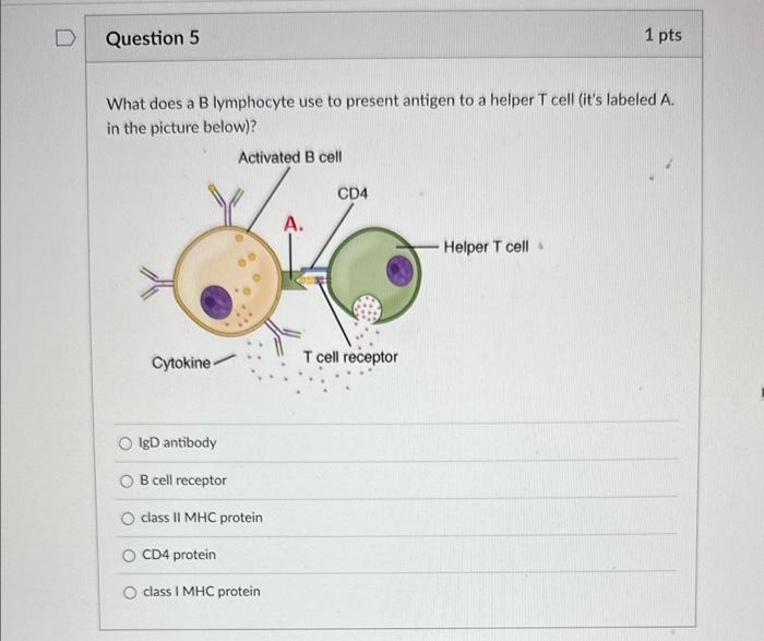 Solved What does a B lymphocyte use to present antigen to a | Chegg.com