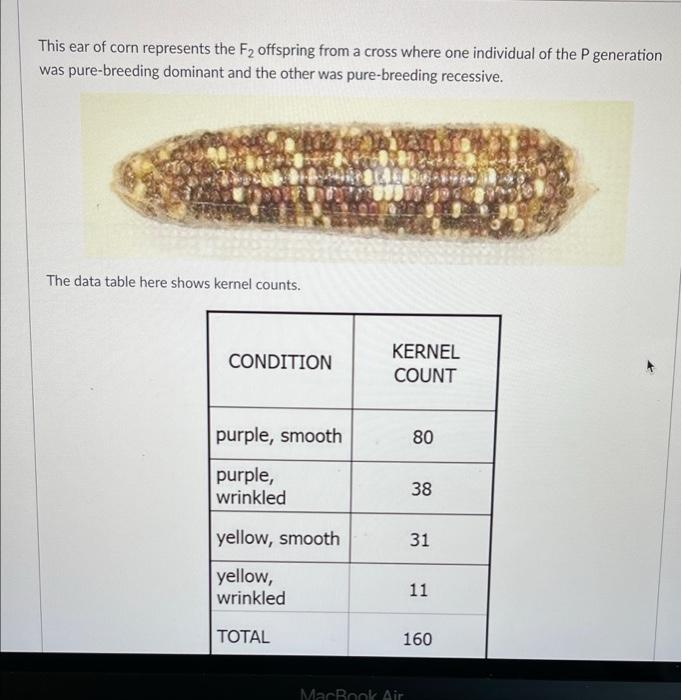 Solved This ear of corn represents the F2 offspring from a | Chegg.com