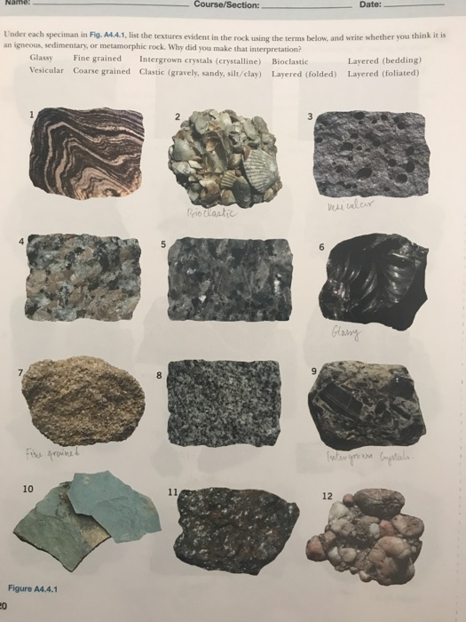 Solved Name: Course/Section: Date: Under each speciman in | Chegg.com