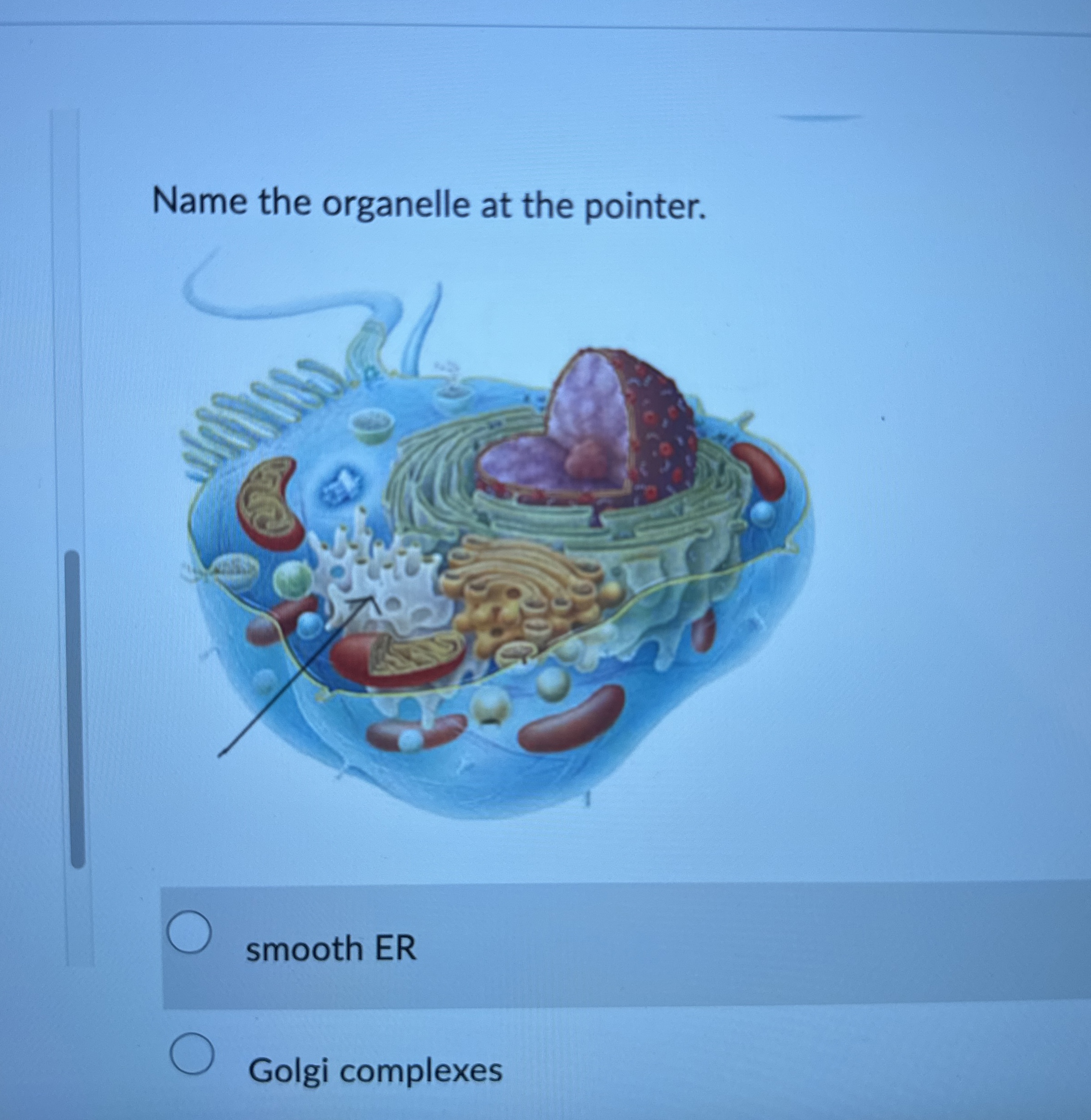 Solved Name the organelle at the pointer. ﻿smooth ER | Chegg.com