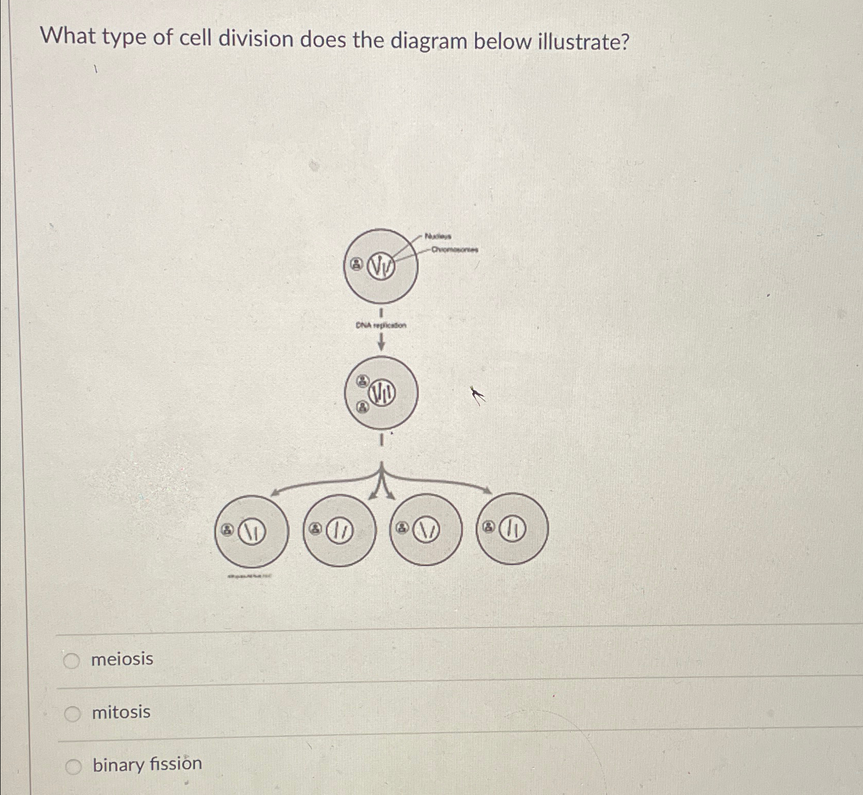 Solved What type of cell division does the diagram below | Chegg.com