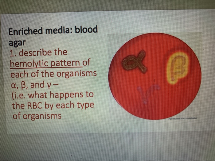 Solved Enriched media: blood agar 1. describe the hemolytic | Chegg.com