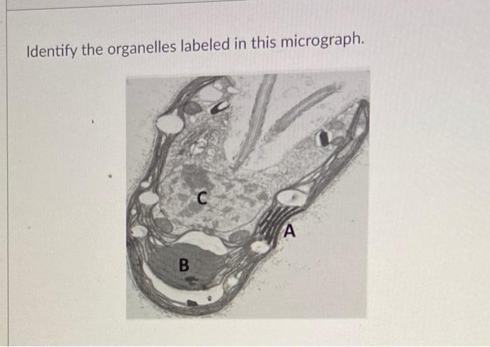 Solved Identify the organelles labeled in this micrograph. A | Chegg.com