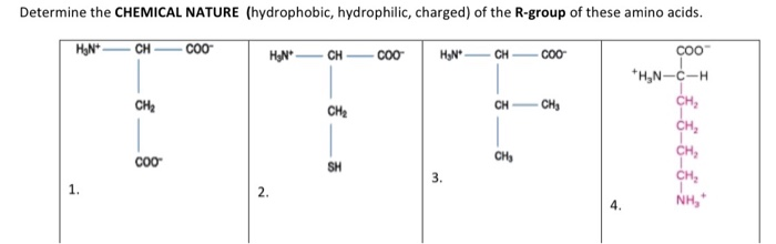 Solved Determine the CHEMICAL NATURE (hydrophobic, | Chegg.com