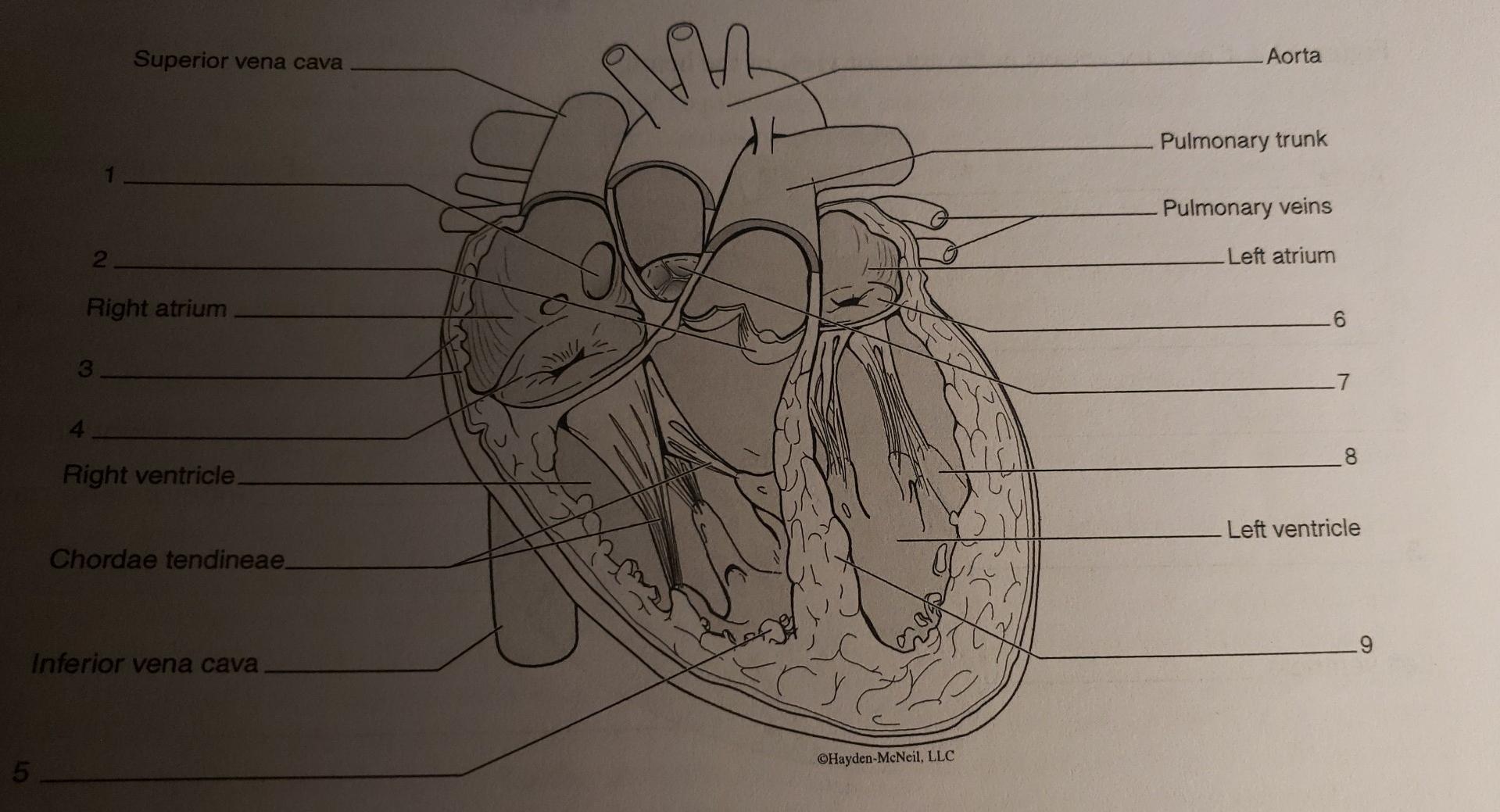 Solved Superior vena cava 1 2 Right atrium 3 Inferior vena | Chegg.com