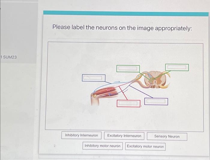 Solved 1 SUM23 Please label the neurons on the image | Chegg.com