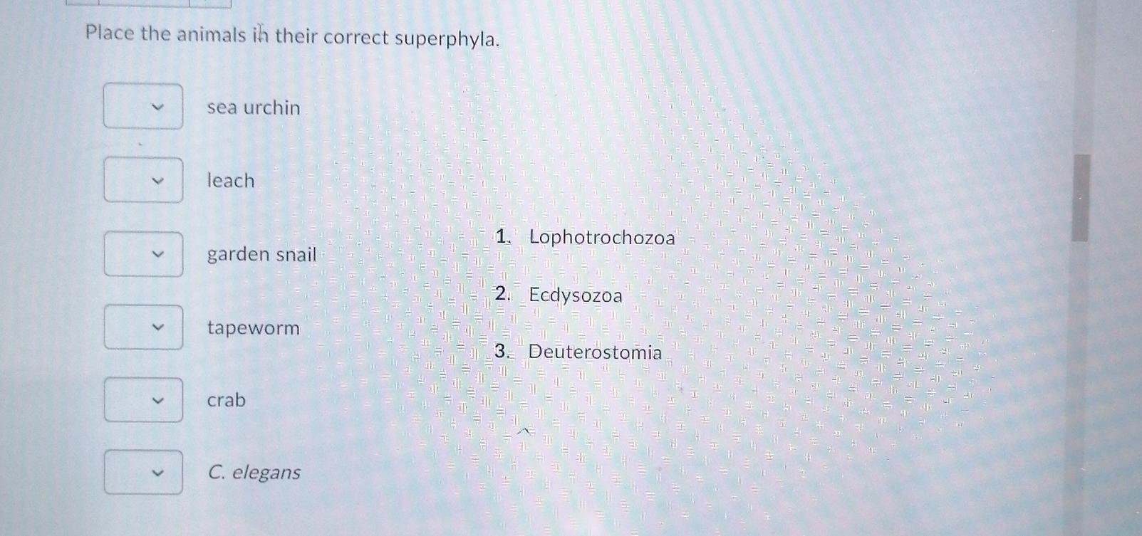 Solved Place the animals in their correct superphyla.sea | Chegg.com