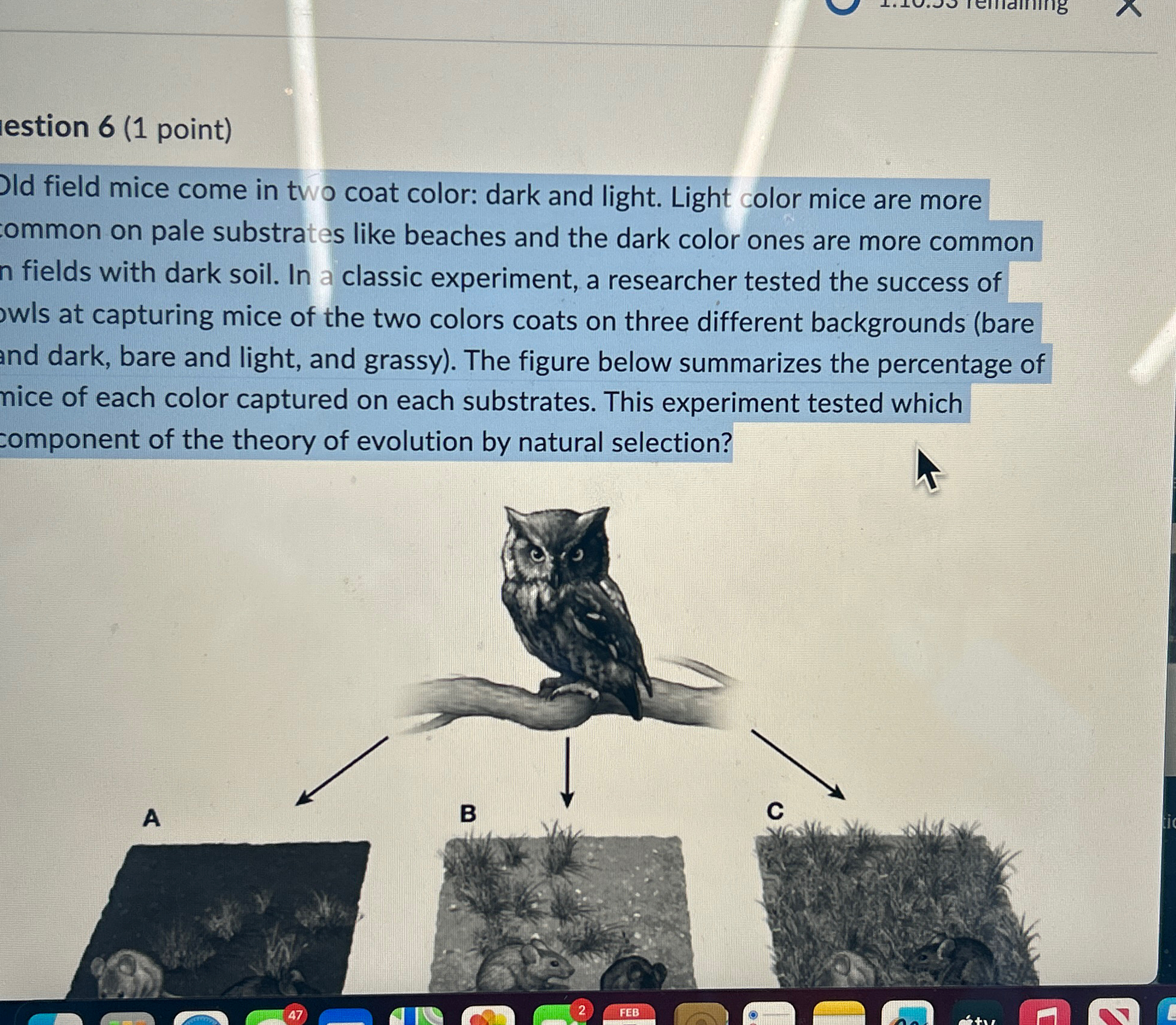 Solved lestion 6 (1 ﻿point)Old field mice come in two coat | Chegg.com