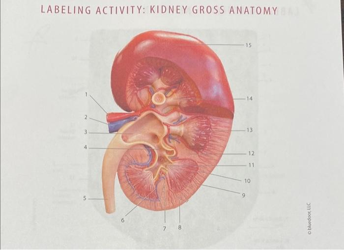Solved LABELING ACTIVITY: KIDNEY GROSS ANATOMY SAI 2 3. 4 5- | Chegg.com
