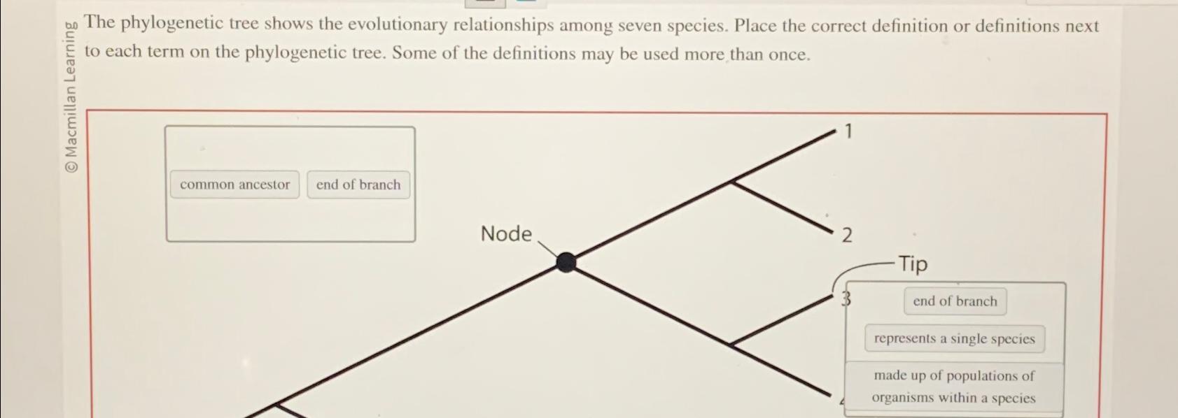 Solved No The Phylogenetic Tree Shows The Evolutionary 