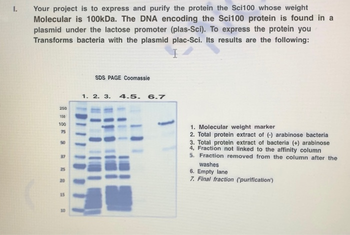 Solved 2. Was your Sci100 protein purification experiment | Chegg.com