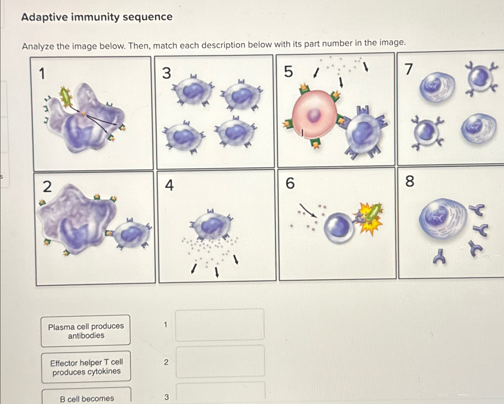 Adaptive immunity sequenceAnalyze the image below. | Chegg.com
