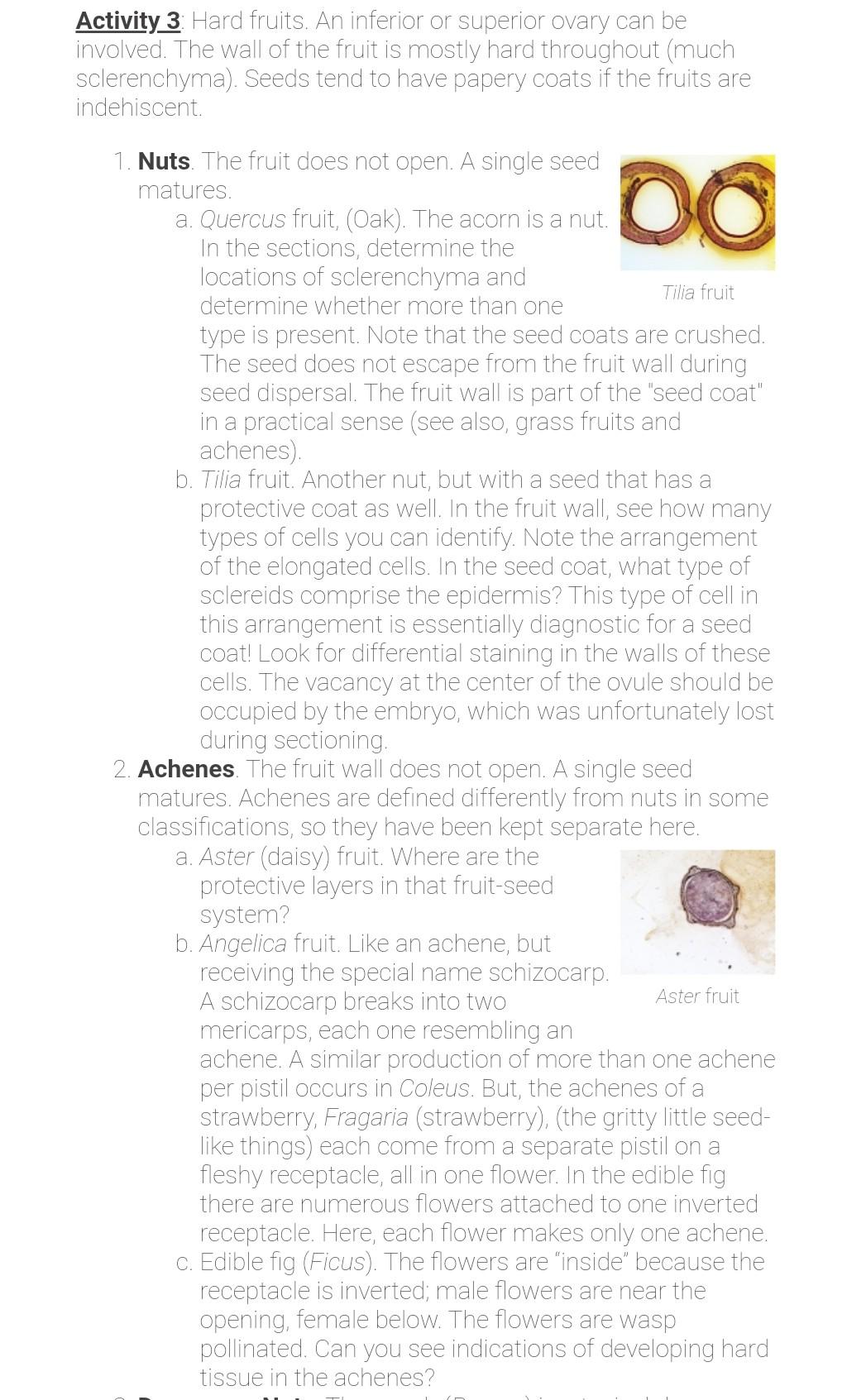 Solved Activity 3. Hard fruits. An inferior or superior | Chegg.com