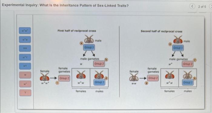 Solved Experimental Inquiry: What is the Inheritance Pattern | Chegg.com Solved Experimental Inquiry: What is the Inheritance Pattern | Chegg.com